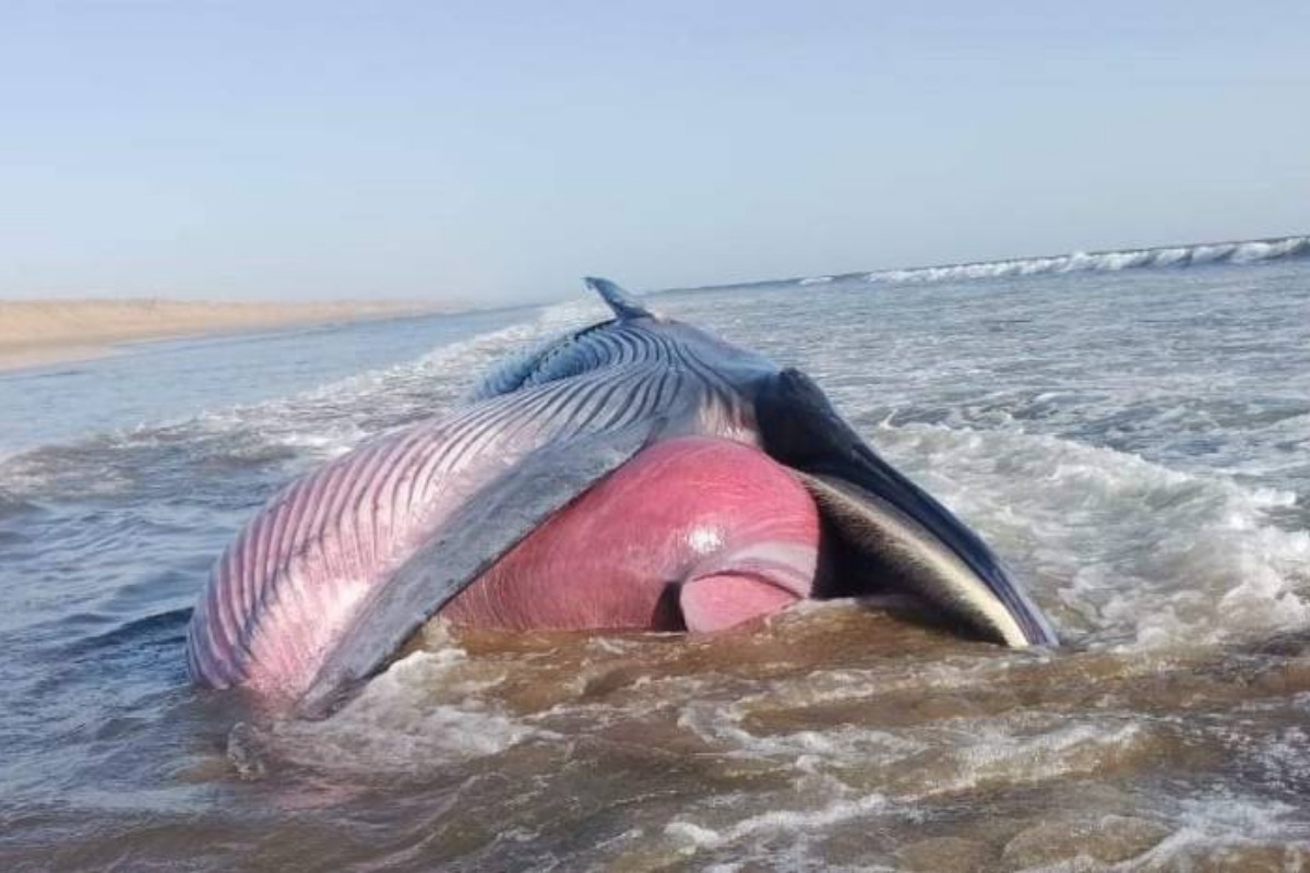 Dead blue whale found in Gwatar Bay near Pakistan-Iran border